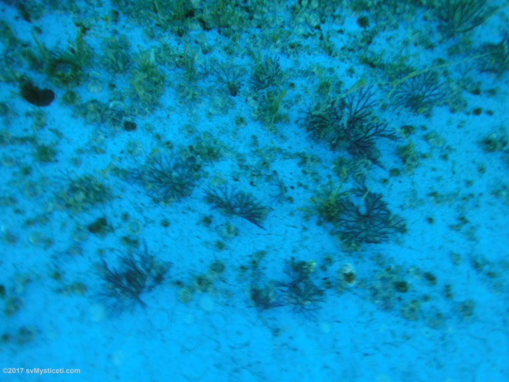 Scraping Barnacles – s/v Mysticeti